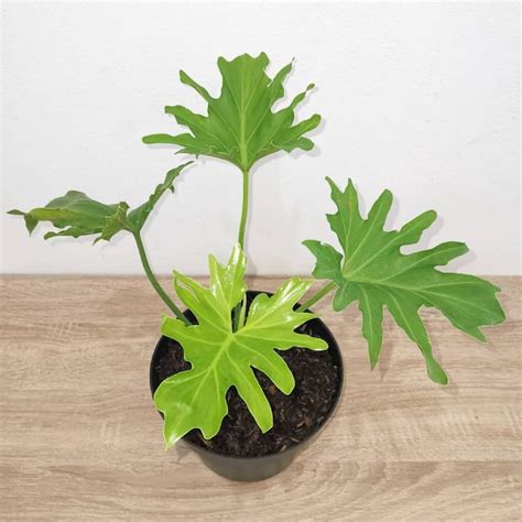Jual Philo Jari Philo Selloum Tanaman Philodendron Tinggi 20 30cm