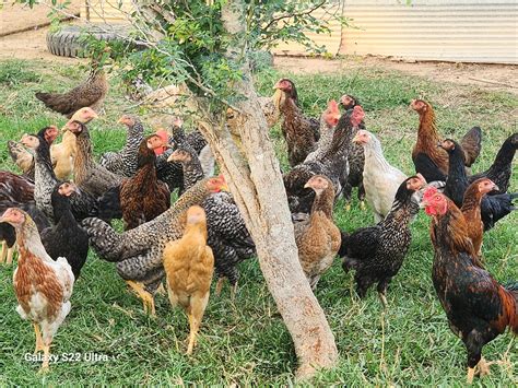 ចូលឆ្នាំ៖ កសិករពិបាករក«មាន់ស្រែ ផ្គត់ផ្គង់ឱ្យអ្នកទិញ ព្រោះតម្រូវការខ្ពស់ពេក