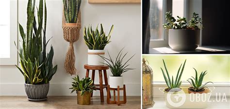 Які кімнатні квіти не потребують частого догляду невибагливі рослини для квартири Oboz Ua