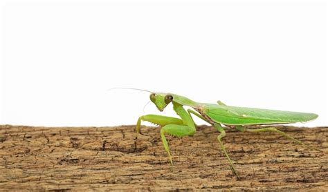 Premium Photo Praying Mantis On The Wooden Floor