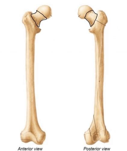 Anatomy And Physiology Femur Flashcards Quizlet