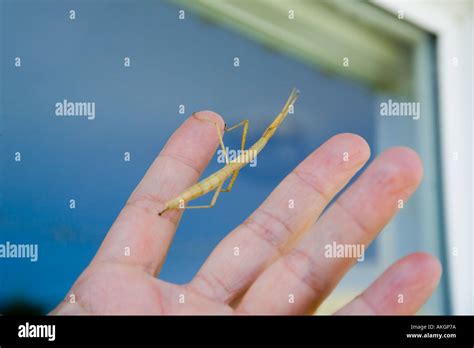 Boy Looking At Stick Bug Insect Stock Photo Alamy