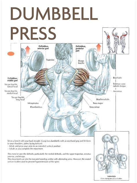 Póster Prensa de hombro con mancuernas Diagrama de ejercicios de
