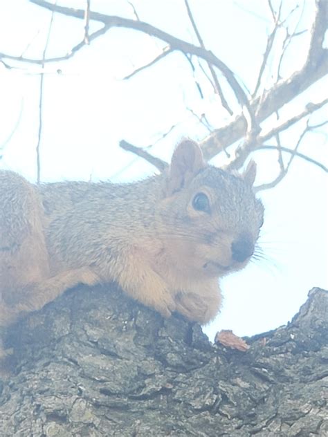 Squirrel Scrolller