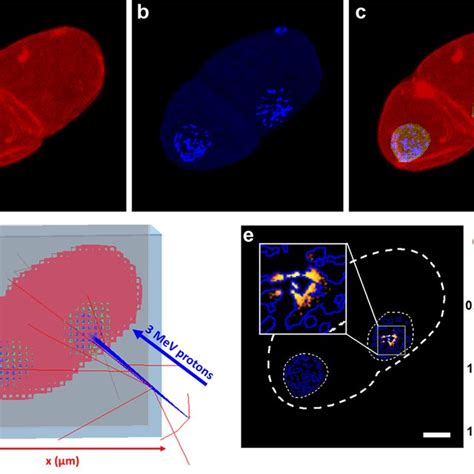 Monte Carlo Dosimetry And Calculation Of The Energy Deposit In 2 Cell