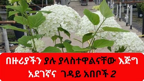 በዙሪያችን ያሉ ያላስተዋልናቸው እጅግ አደገኛና ገዳይ አበቦች 2 Youtube