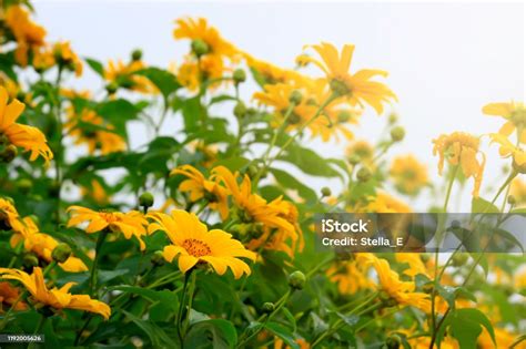 퉁부아통 아침에 안개가 낀 산언덕의 황색 멕시코 해바라기밭 11월 도이매우코 쿤유암 매홍손 태국의 아름답고 유명한 관광명소 0