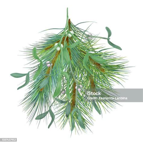 겨우살이와 소나무 디지털 일러스트레이션 수채화 스타일은 흰색으로 분리되어 있다 크리스마스 식물 녹색 잎 베리 손으로 그렸습니다 2024년 새해 디자인 카드 휴일 인쇄 인사말