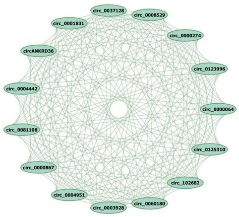 Human Circrna Circrna Network In Diabetic Nephropathy A Human Download Scientific Diagram