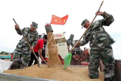 安徽蒙城民兵应急抢收分队助农收小麦 人民图片网