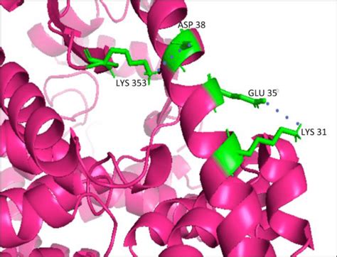 Pymol Visualization Of The Important Residues Green In Human Ace 2 Download Scientific