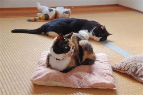 4ページ目 和室の写真素材｜写真素材なら「写真ac」無料（フリー）ダウンロードok