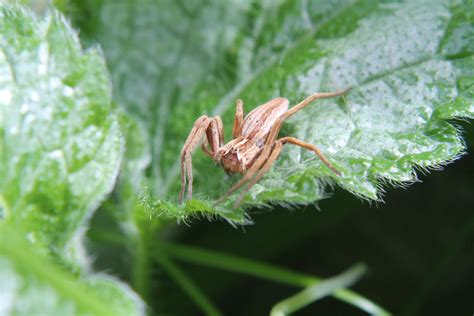 Nursery Web Spider Rspiders