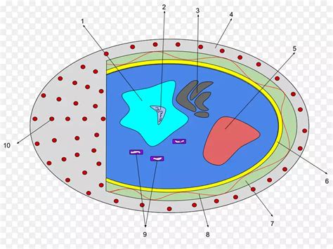 硅藻细胞壁真核生物叶绿体解剖png图片素材下载图片编号938798 Png素材网