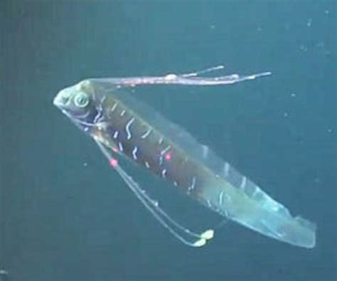 About Oarfish Global Oarfish Council