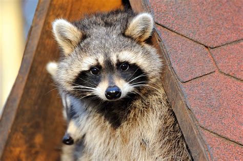Wildlife Pest Control Wildlife Removal Omnis Pest Control
