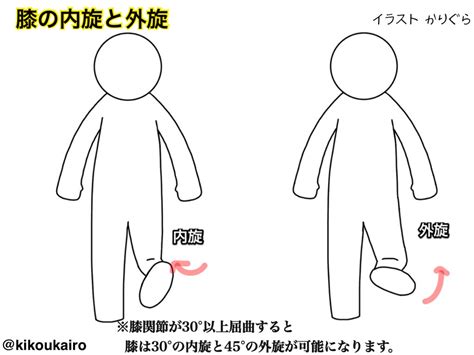 膝関節を外旋させる筋肉（o脚が弱いところ） きこうカイロ施術院