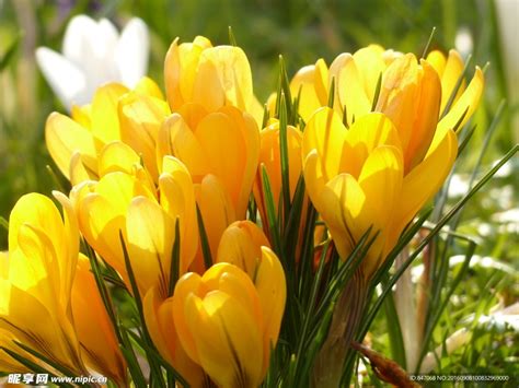 黄色臧红花摄影图田园风光自然景观摄影图库昵图网