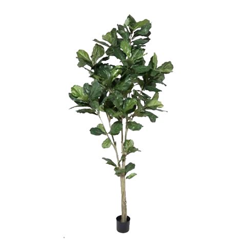 Fiddle Leaf Fig Colorado Event Design Rentals For Corporate And Weddings