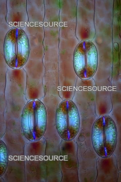 Lilium Stomata In The Leaf Epidermis U Stock Image Science Source