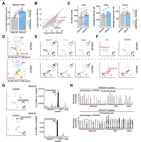 Iso Seq Assemblies Improve Single Cell Sequencing Analysis A Of