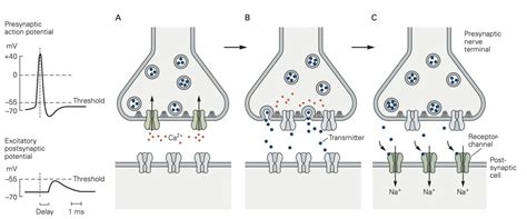 Electrical Synapses Explanation At Daryl Hudson Blog