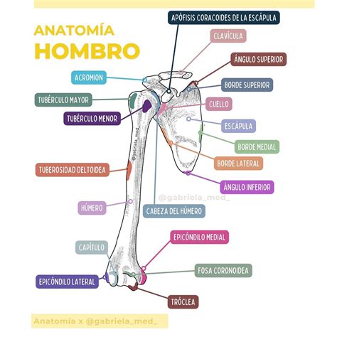 Fisiologia Del Hombro 7 Ideas De Hombro Anatomia Y Fisiologia