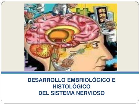 PPT DESARROLLO EMBRIOLÓGICO E HISTOLÓGICO DEL SISTEMA NERVIOSO