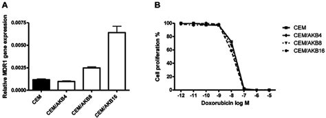 Expression And Functional Relevance Of Mdr1 P Glycoprotein In Cemakb