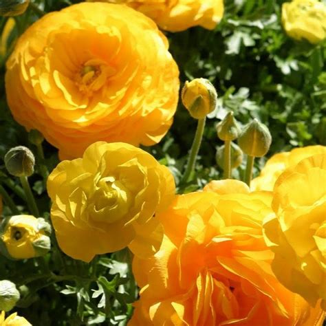 Ранункулюс Yellow 5/6 (10) Geolia ️ купить по цене 123 ₽/шт. в Москве с ...