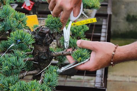 Como cuidar un bonsái en primavera Mistral Bonsai