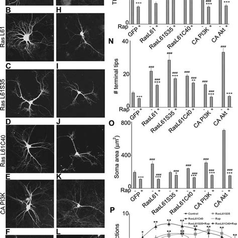 Regulation Of Dendritic Size And Shape By Ras Pi3k Akt Mtor Signaling Download Scientific
