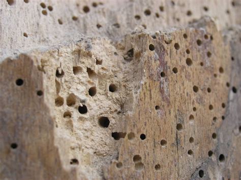 Woodworm Treatment Pca And Bpca Specialist Timber Treatments