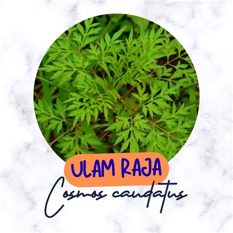 Ulam Raja Cosmos Caudatus Sumber Fitokimia Tropika Untuk Kesihatan Dan Keseimbangan Metabolik