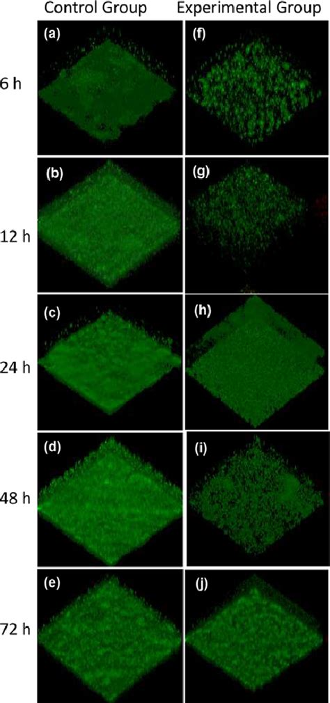 3d Reconstruction Of S Aureus Biofilm Formation Co Localization Download Scientific Diagram