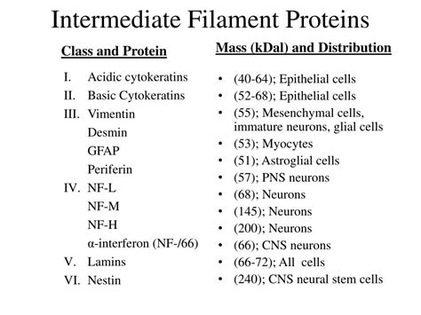 Ppt Neuronal Cytoskeleton Structure And Function Powerpoint Presentation Id 663334