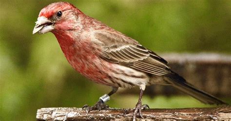 What Is Bird Banding
