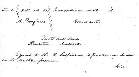 Onosmodium Bejariense