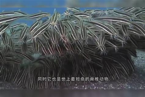 行走在海底的“鱼人”你见过吗？分工明确轮流交替分工鱼人海底