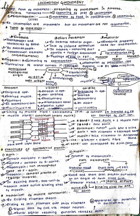 Solution Locomotion And Movements Short Notes By Om Mishra 4 Studypool