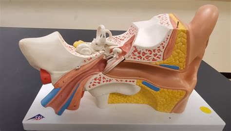 Ear Anatomy Diagram Quizlet