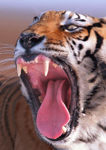 Animated Tiger Roaring 