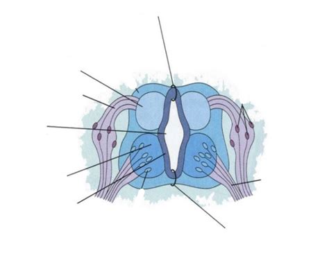 Plate Development Quiz