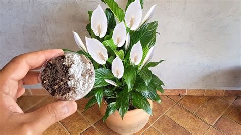 Este adubo VALE OURO para Lírio da Paz Florescer mesmo no inverno