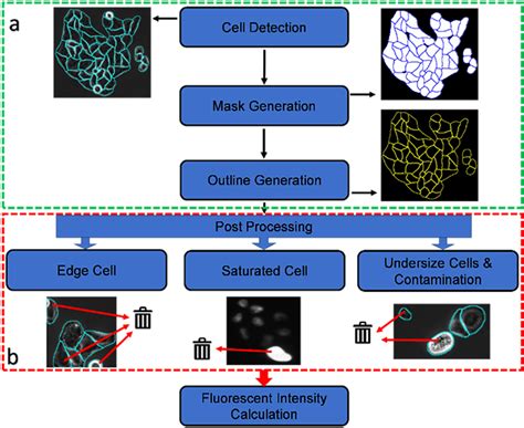 Imagej Quantification Fluorescence Measuring Cell