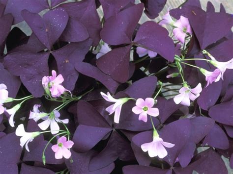 Pretty Indoor Flowering Plants
