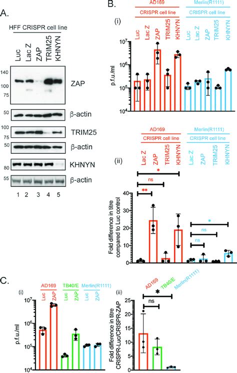 Hcmv Replication In Hff Cells Containing Crispr A Uninfected Cell