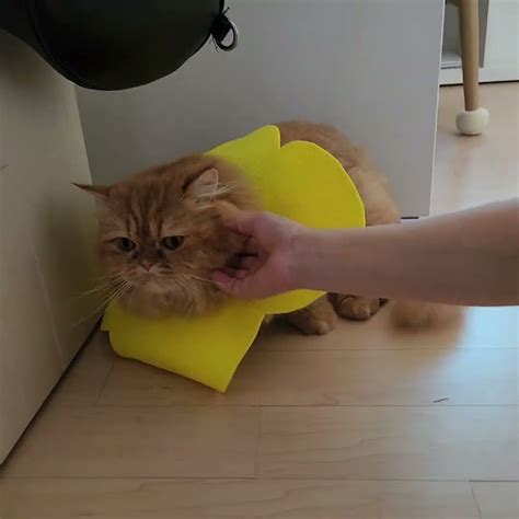 오빠야 왜카노 맹수 고양이영상 고양이브이로그 고양이 고양이쇼츠 Cat Catlover Cute Cutecat
