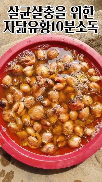 한여름쪽파심기도전 Youtube