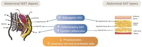 Cells Free Full Text Unraveling White Adipose Tissue Heterogeneity